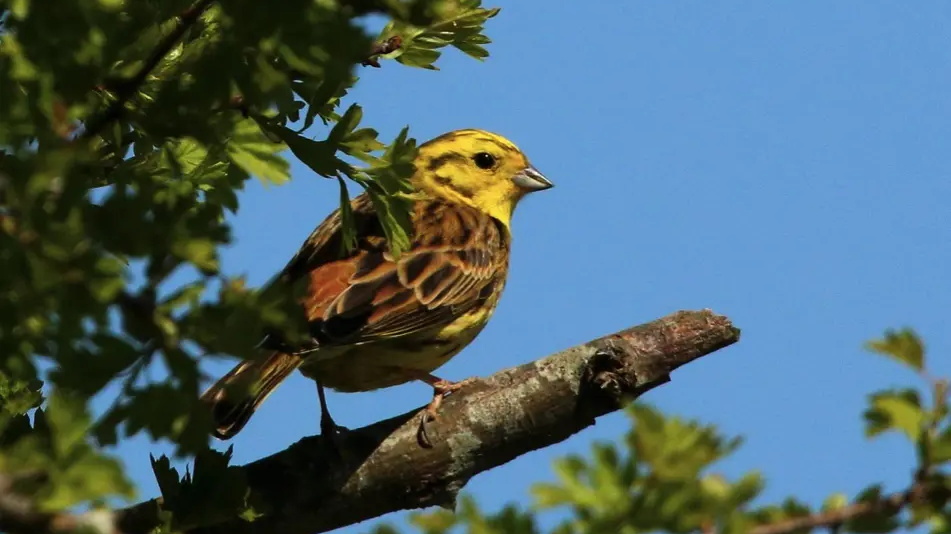 Farmland Birds: Treasures Worth Sharing - Green Liberal Democrats